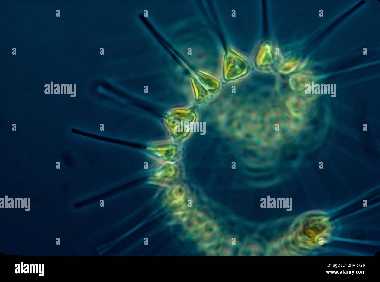 Small but mighty phytoplankton are the laborers of the ocean, they ...