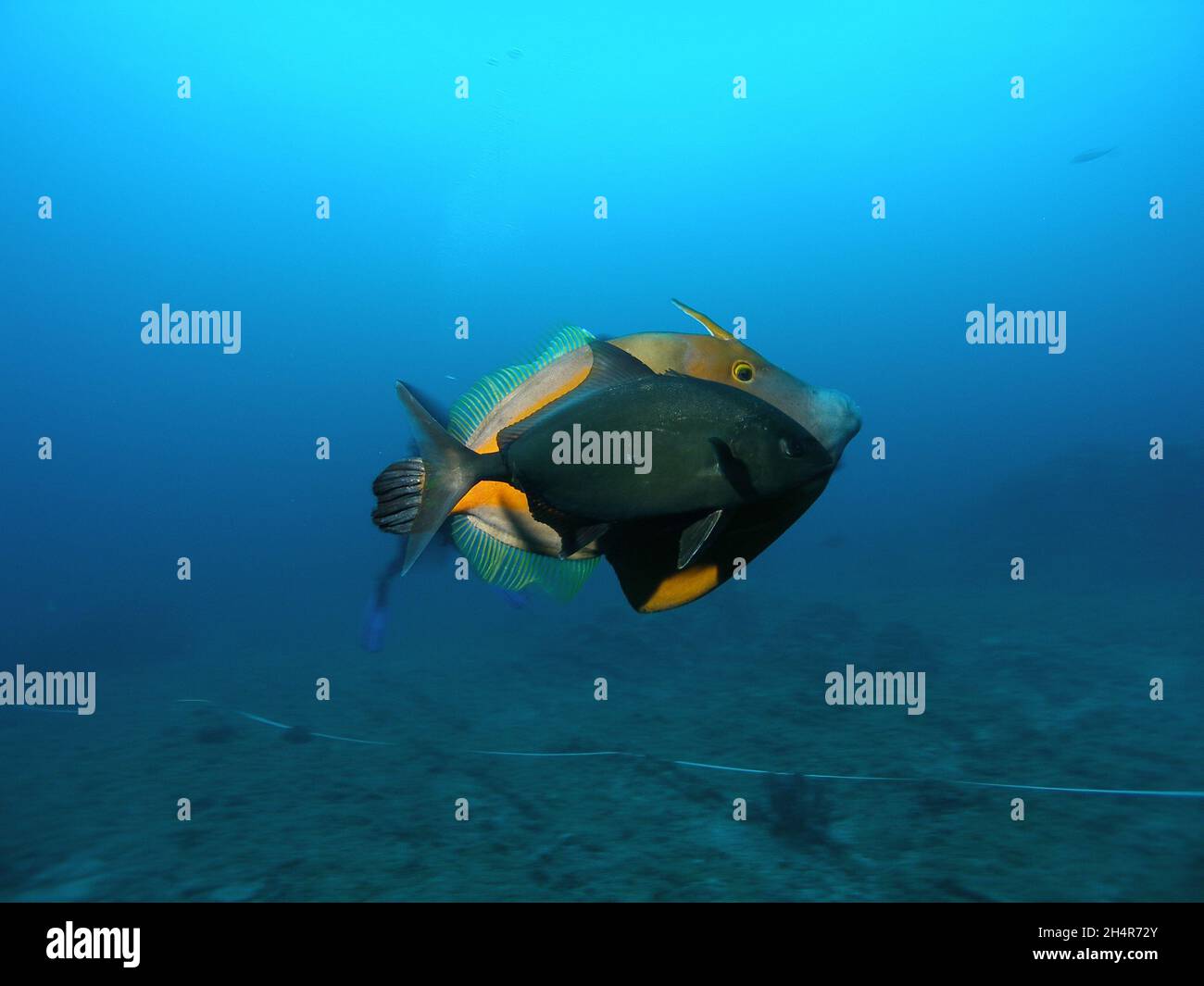Jack fish and Filefish swimming in the Flower Garden Banks National ...