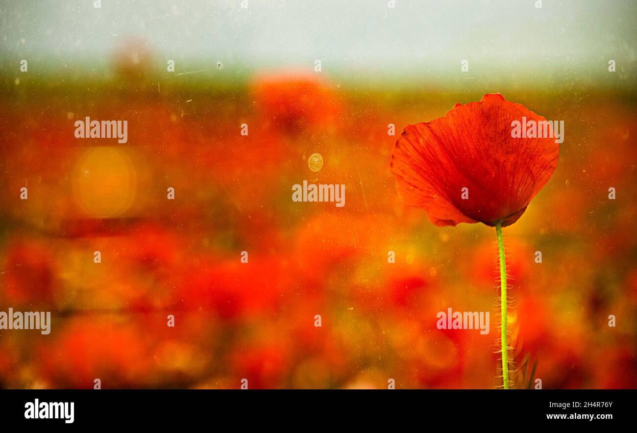 wild flowers, poppies, floral, romania, transilvania, fresh, nobody, grass, meadow, red, red ...