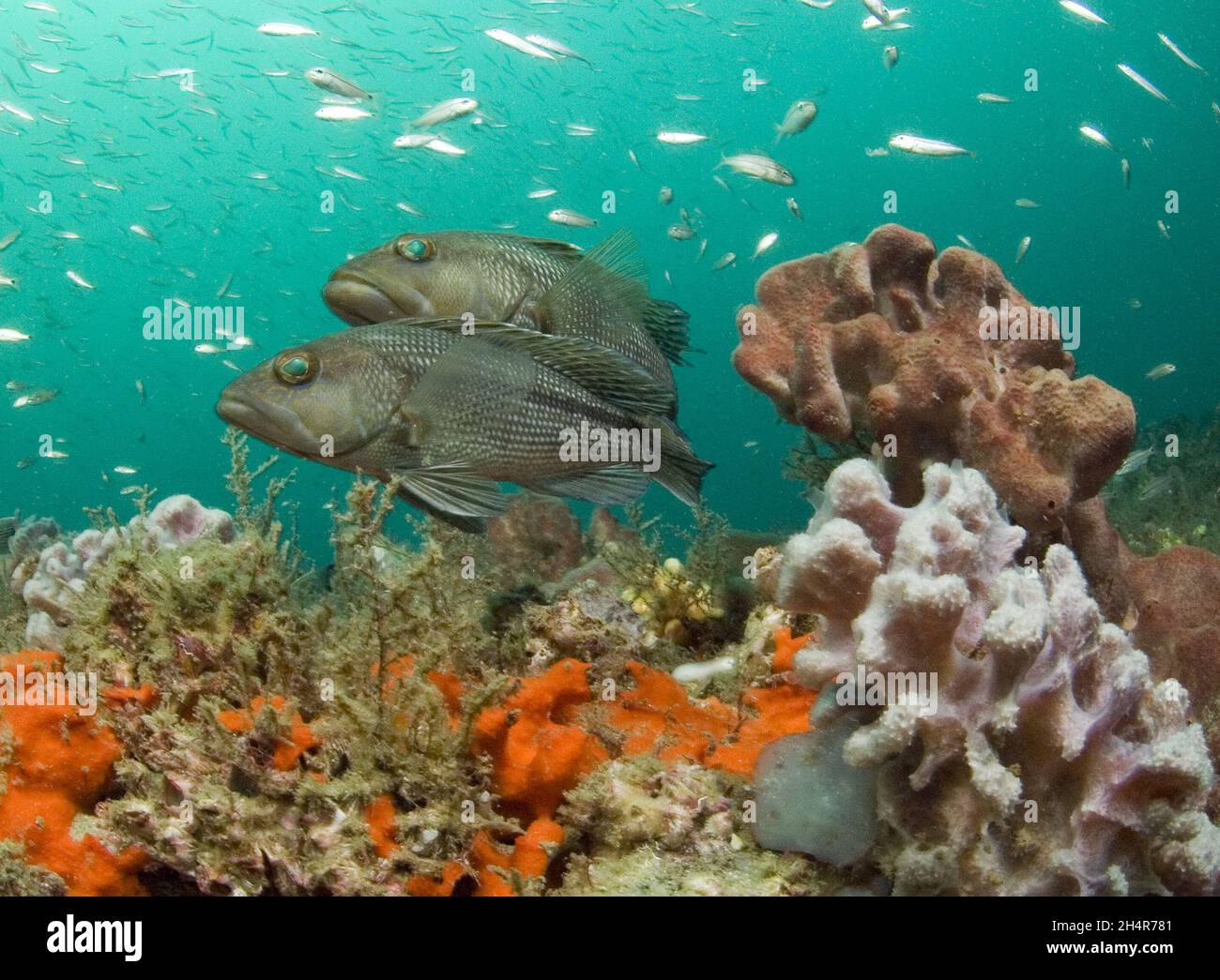 Atlantic black sea bass hi-res stock photography and images - Alamy