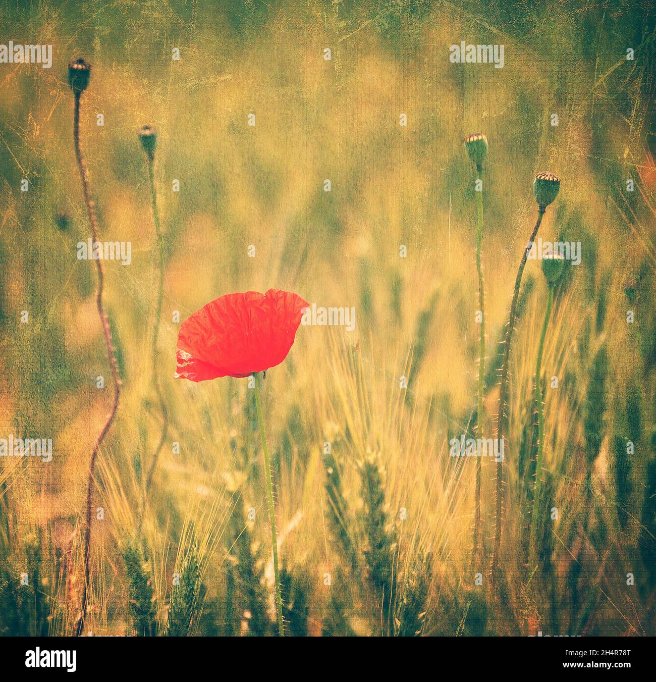 wild flowers, poppies, floral, romania, transilvania, fresh, nobody, grass, meadow, red, red ...
