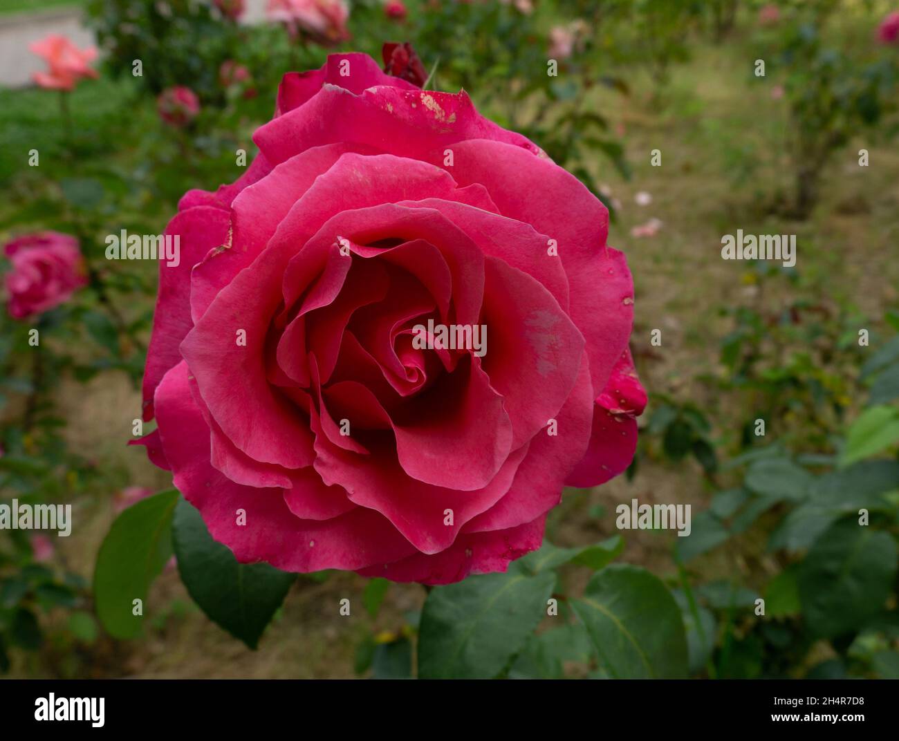 Dark crimson rose hi-res stock photography and images - Alamy