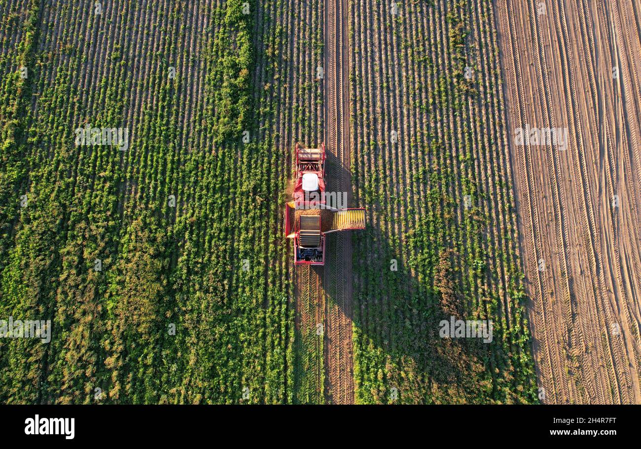 Aerial view of the Potato Harvester at Seasonal harvesting of potatoes ...