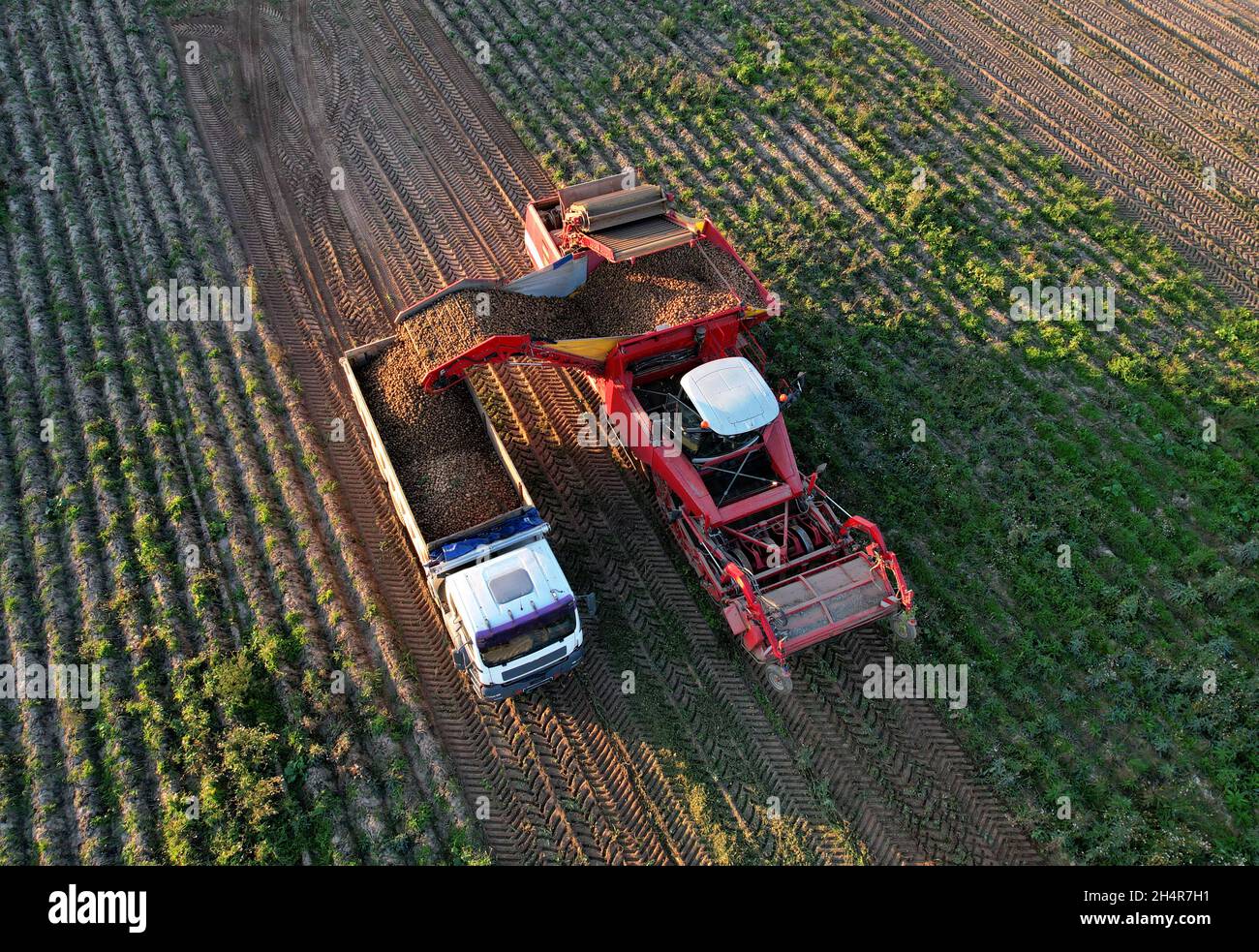 Aerial view of the Potato Harvester at Seasonal harvesting of potatoes ...