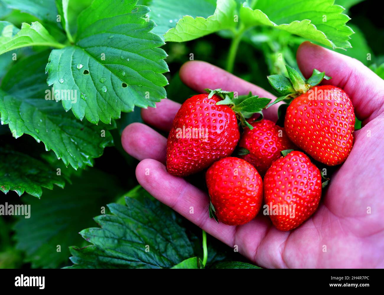 Strawberries in hand in a farm garden on a background of green leaves ...