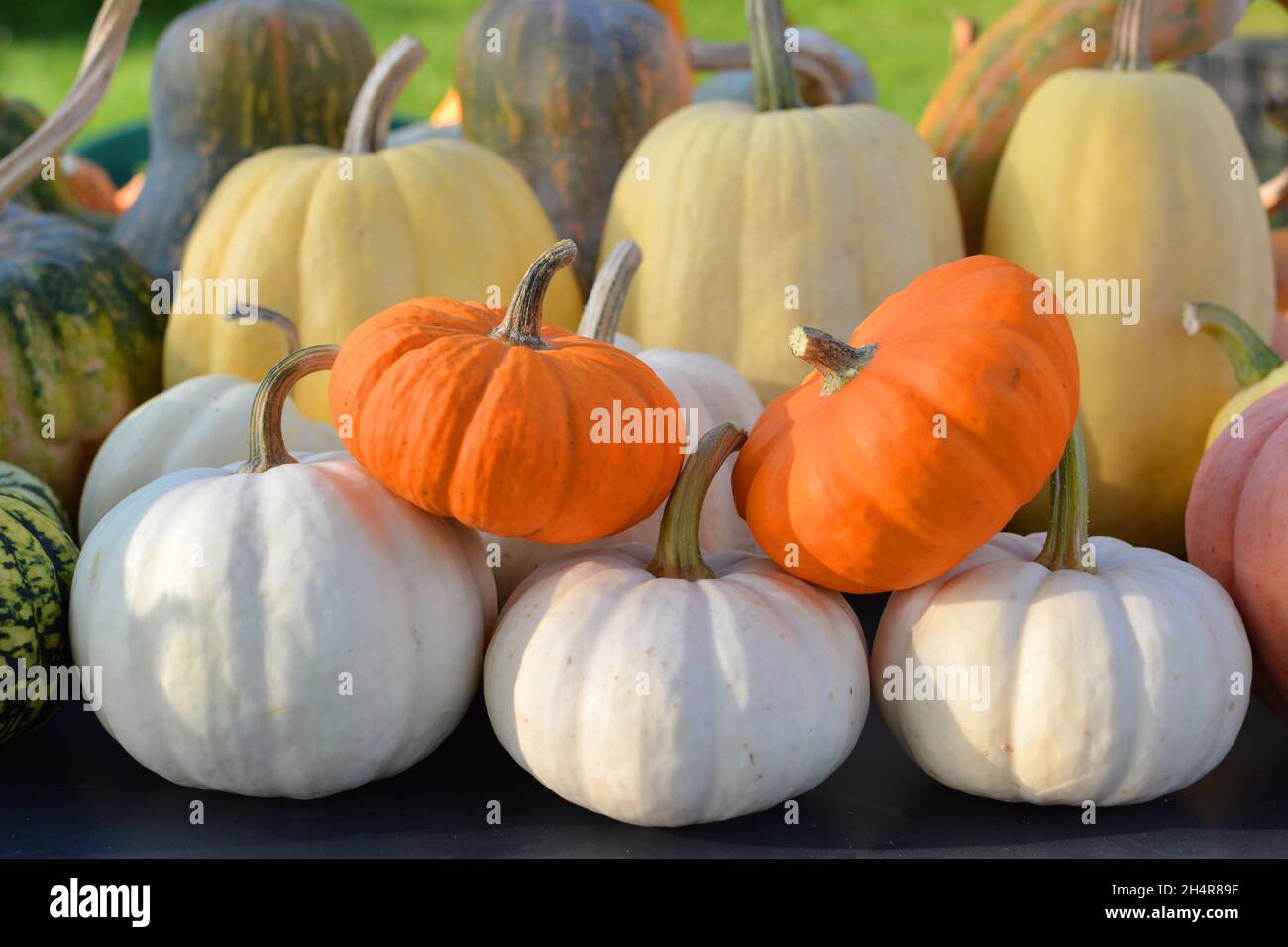 Autumn pumpkins decorative collection. Different colors and varieties ...