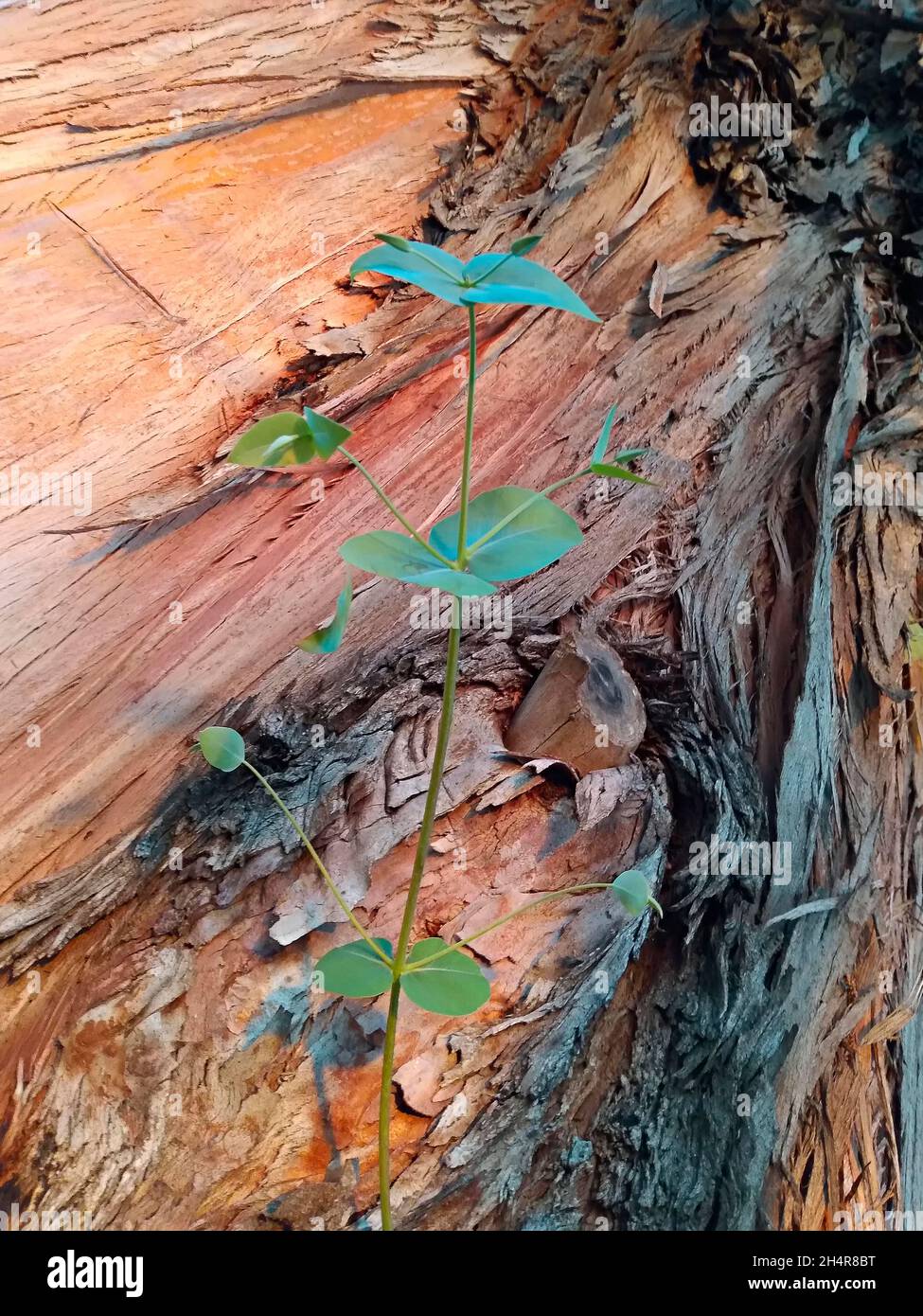 Colorful Eucalyptus cinerea tree bark, eucalypt Stock Photo - Alamy