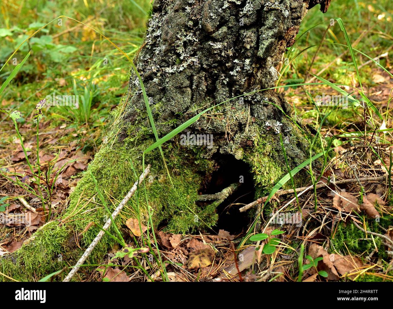 Burrow in a tree in the forest Stock Photo - Alamy