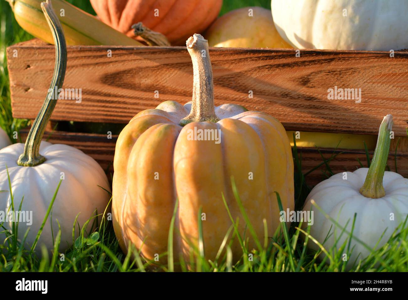 Pumpkins and squashes close up. Cucurbita moschata winter squash and ...
