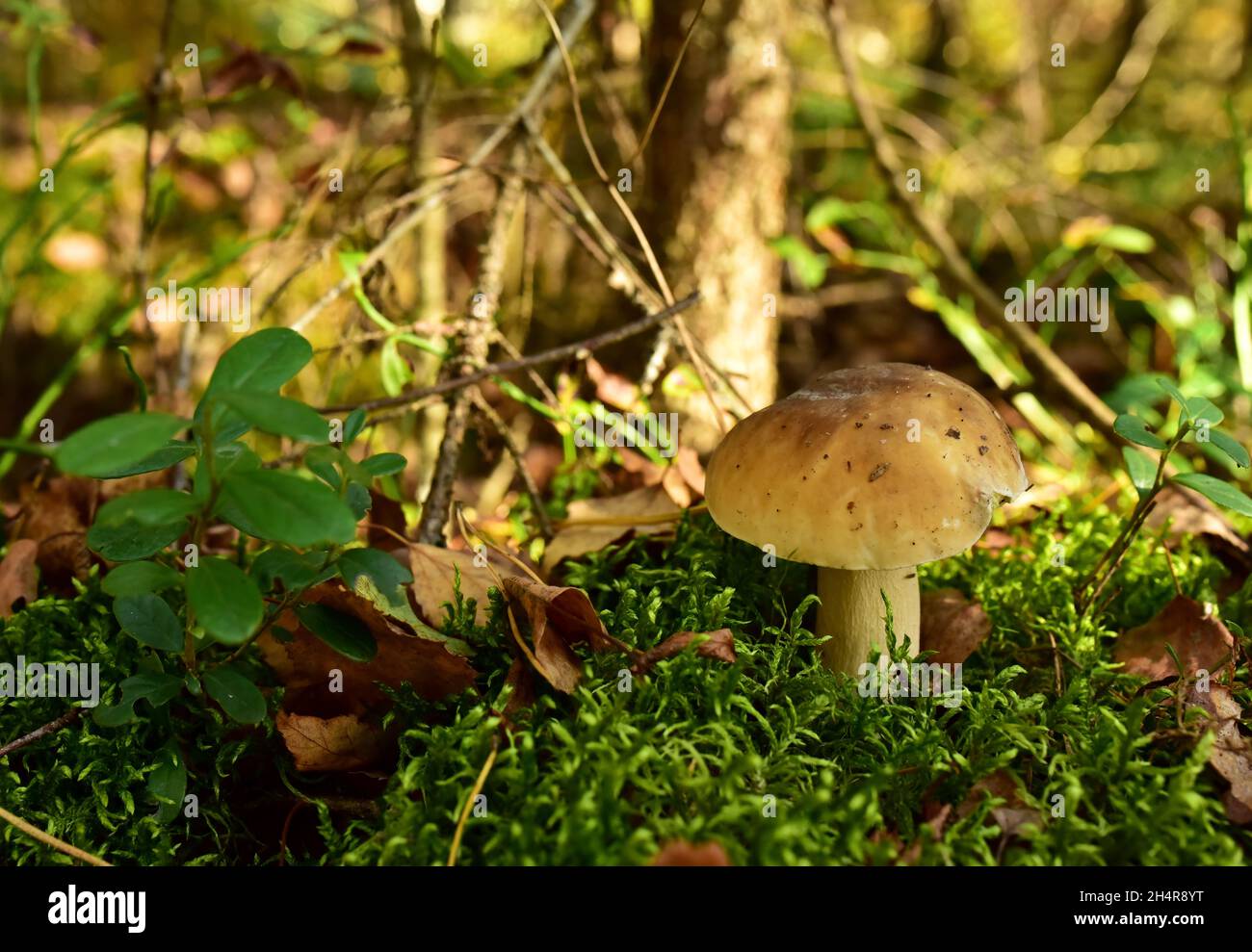 King Pine Bolete in moss at forest. White Mushroom Fungal Mycelium in ...