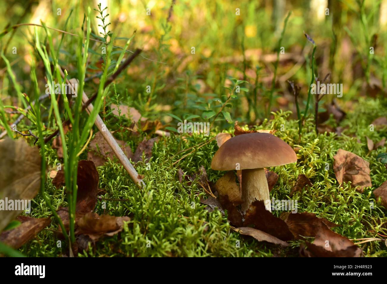 King Pine Bolete in moss at forest. White Mushroom Fungal Mycelium in ...