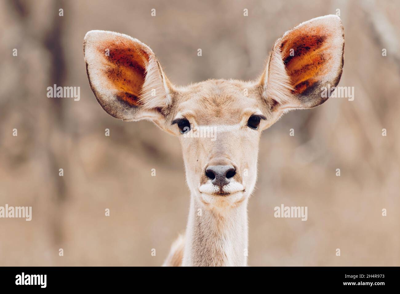 Closeup shot of kudu cow Stock Photo - Alamy