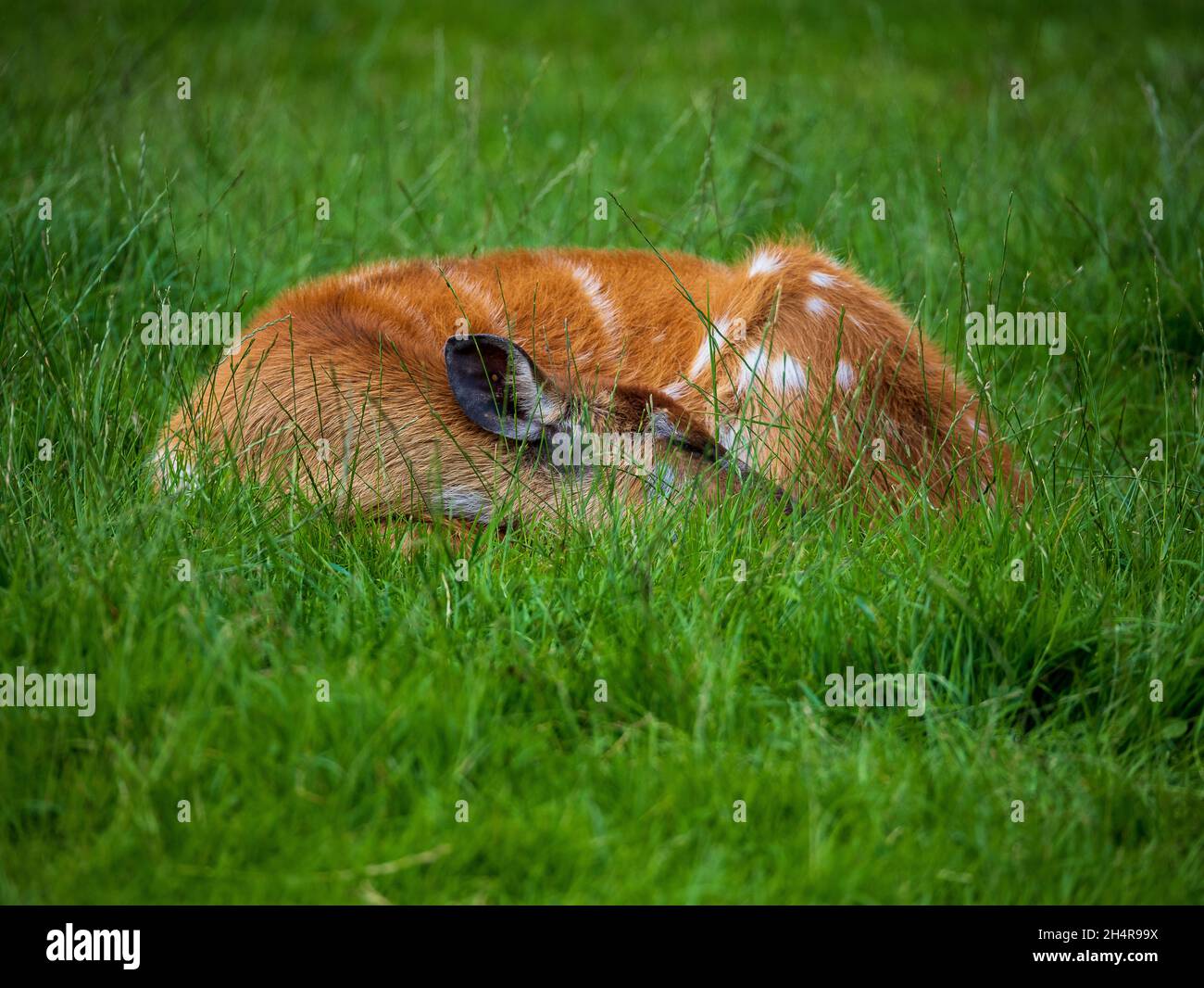 Sleeping fawn hi-res stock photography and images - Alamy