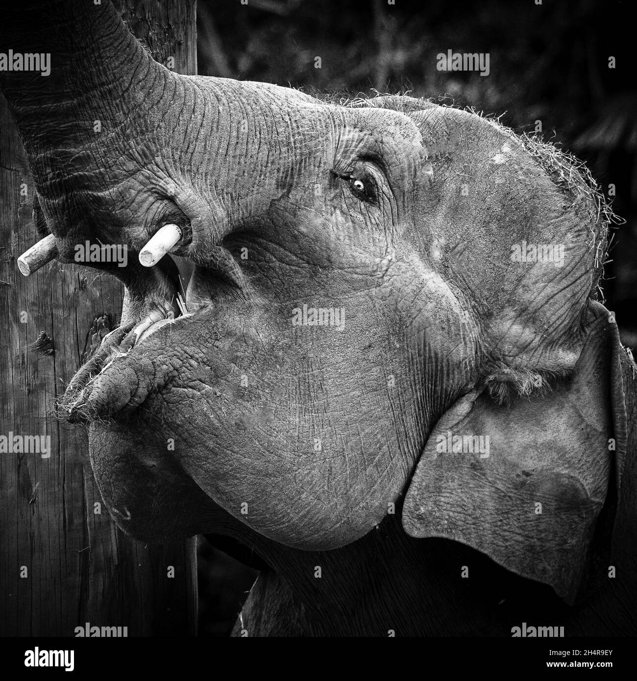 Grayscale closeup of an Indian elephant Stock Photo - Alamy