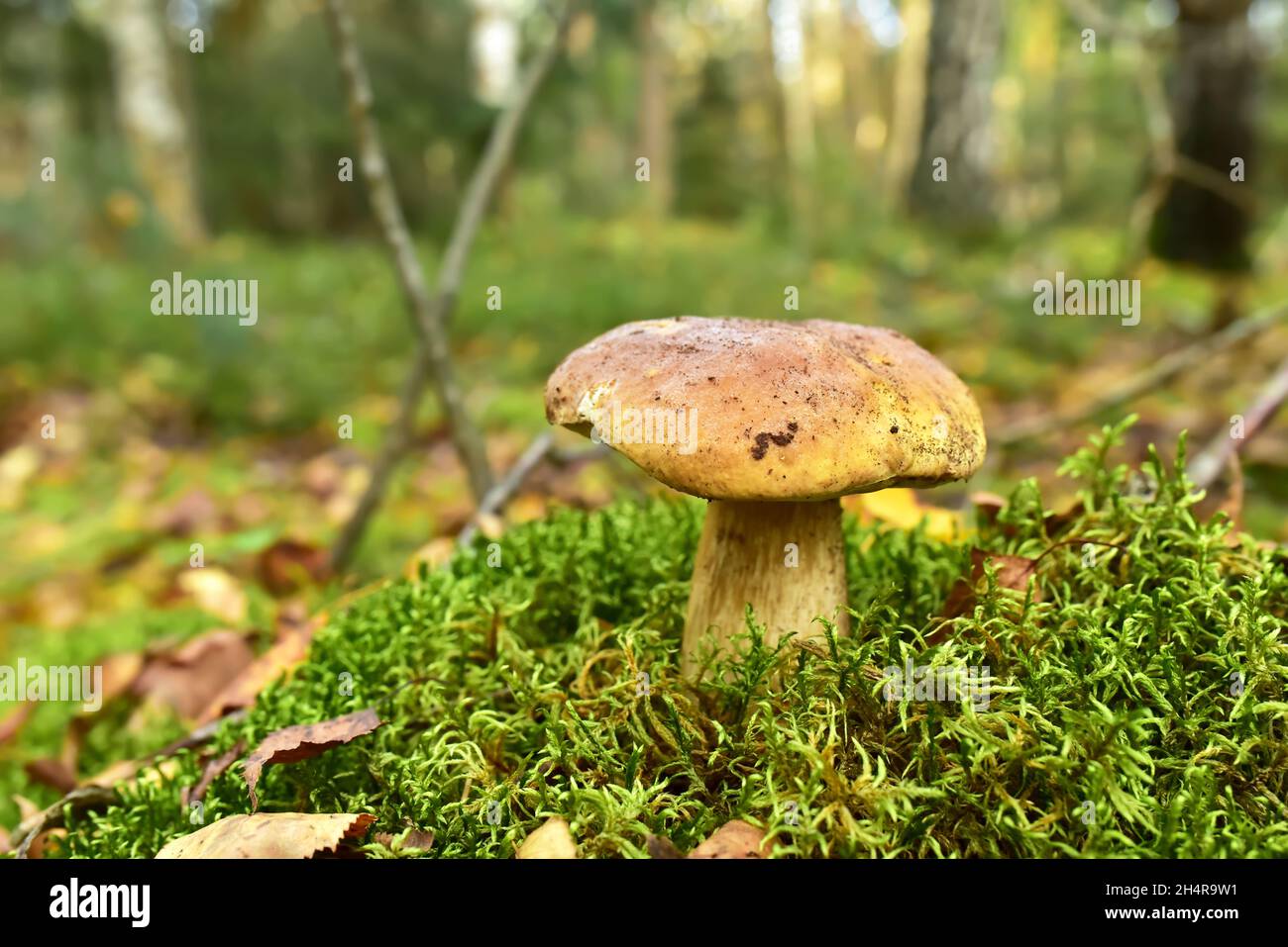 Pine Bolete in moss at forest in sunny rays. White Mushroom Fungal ...