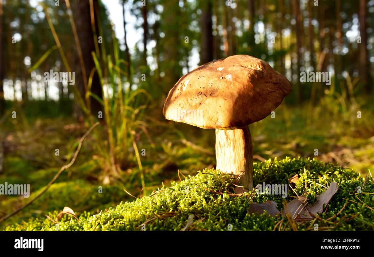 Pine Bolete in moss at forest in sunny rays. White Mushroom Fungal ...
