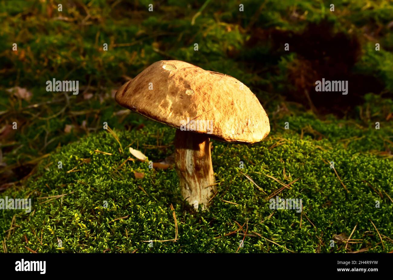 Pine Bolete in moss at forest in sunny rays. White Mushroom Fungal ...