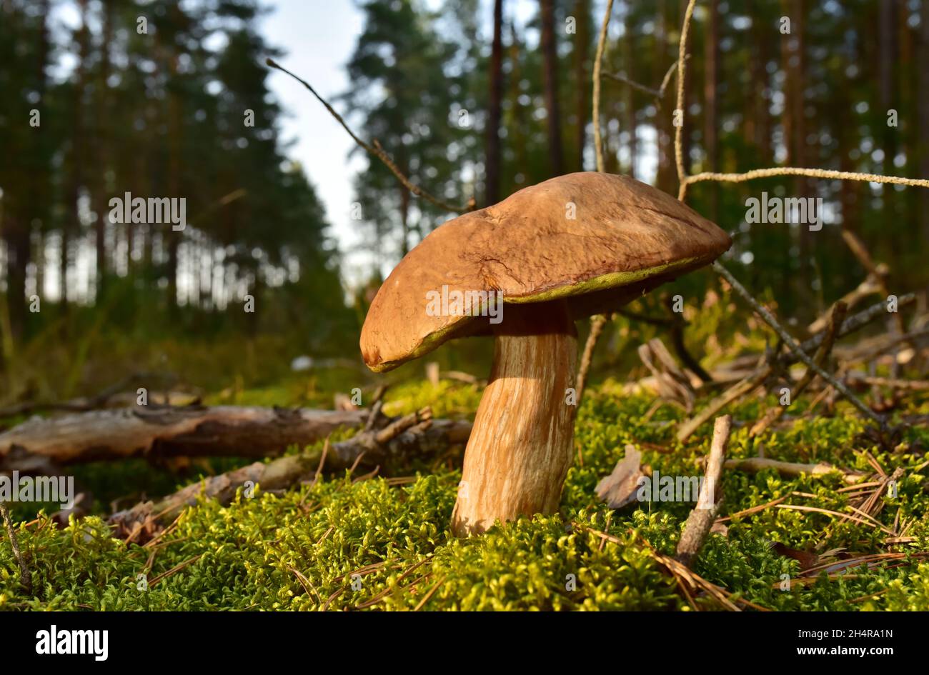 King Pine Bolete in moss at forest. White Mushroom Fungal Mycelium in ...