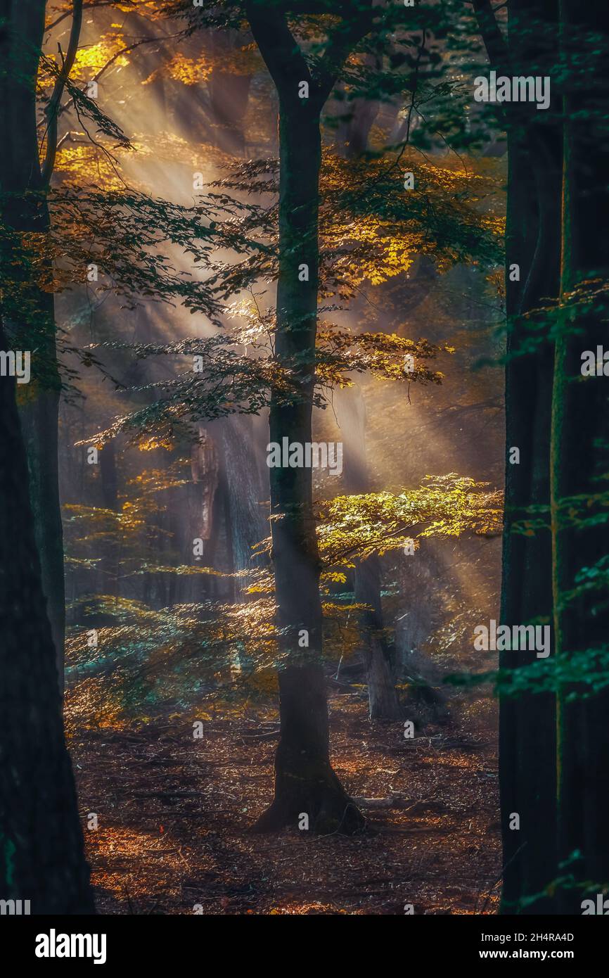 Light haze or morning fog. Sun shines through the trees in a forest ...