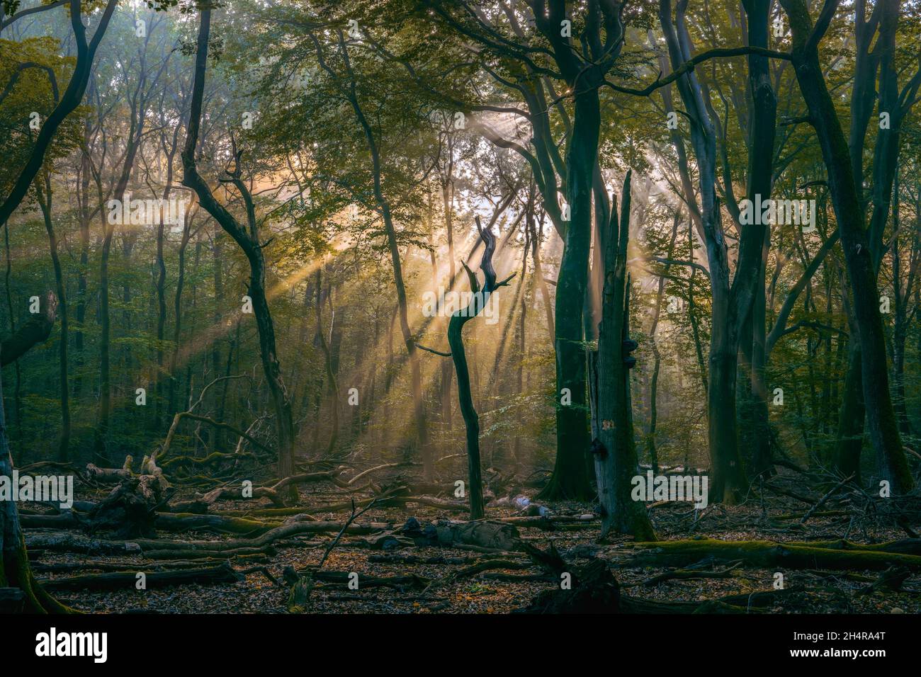 Dark misty forrest scene with dead trees shot on a foggy autumn morning ...