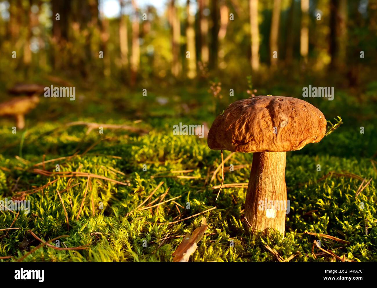 King Pine Bolete in moss at forest. White Mushroom Fungal Mycelium in ...