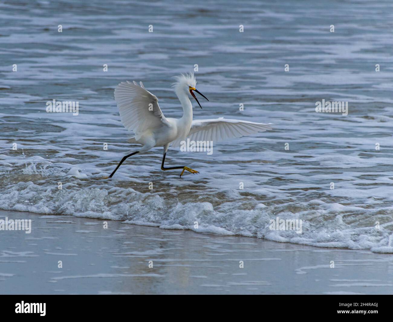 Male Snowy Egret Dancing, Running and Squawking in Breeding Plumage in ...