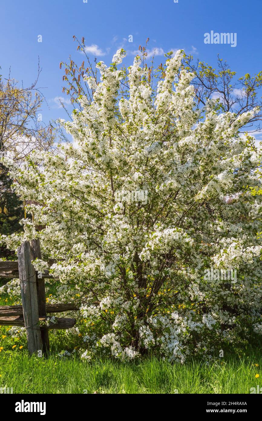 White flowering tree in spring Stock Photo - Alamy
