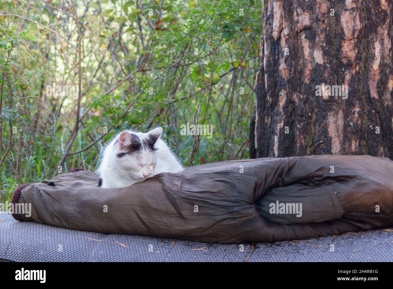 Homeless white cat sleeping on a street Stock Photo - Alamy