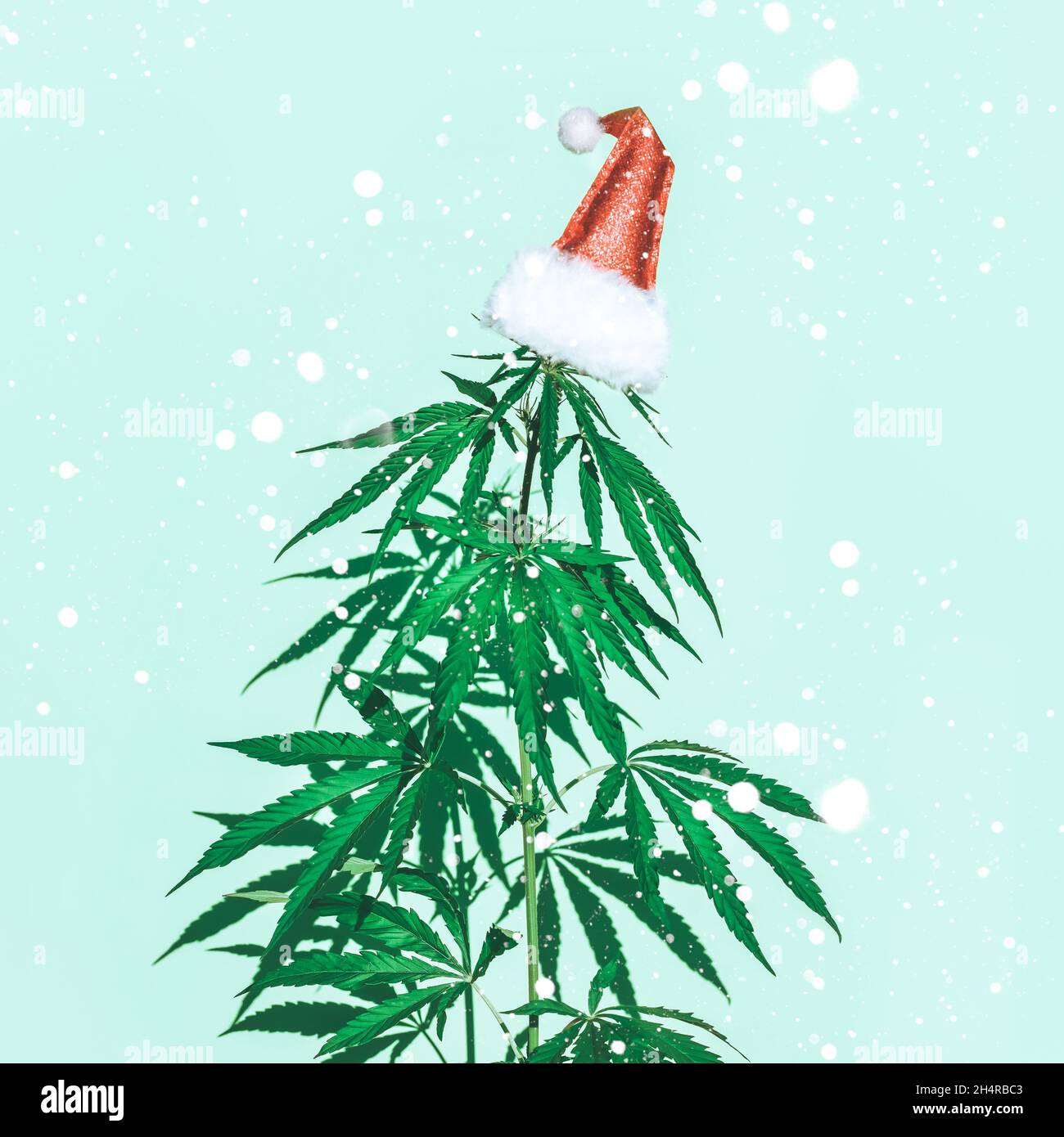 Marijuana tree hi-res stock photography and images - Alamy