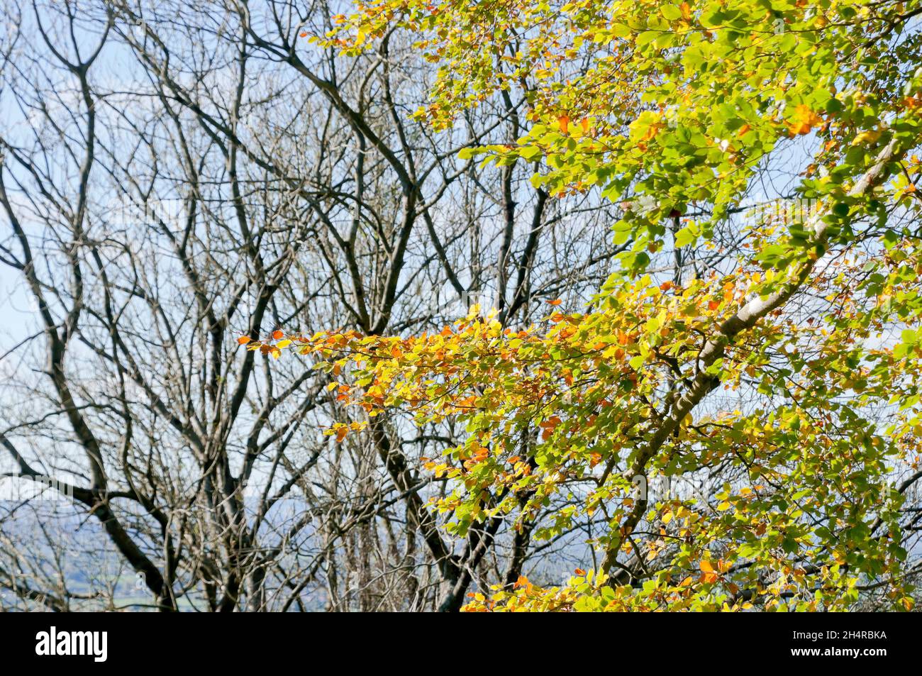 Autumn landscape, Draycott Sleights, Near Cheddar, Somerset, England ...