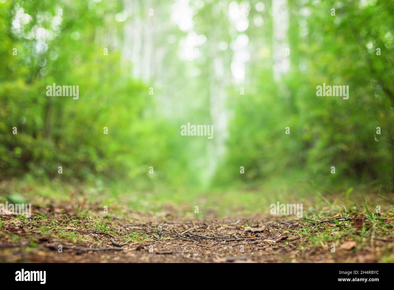beautiful view of the forest path with a blurred horizon Stock Photo ...
