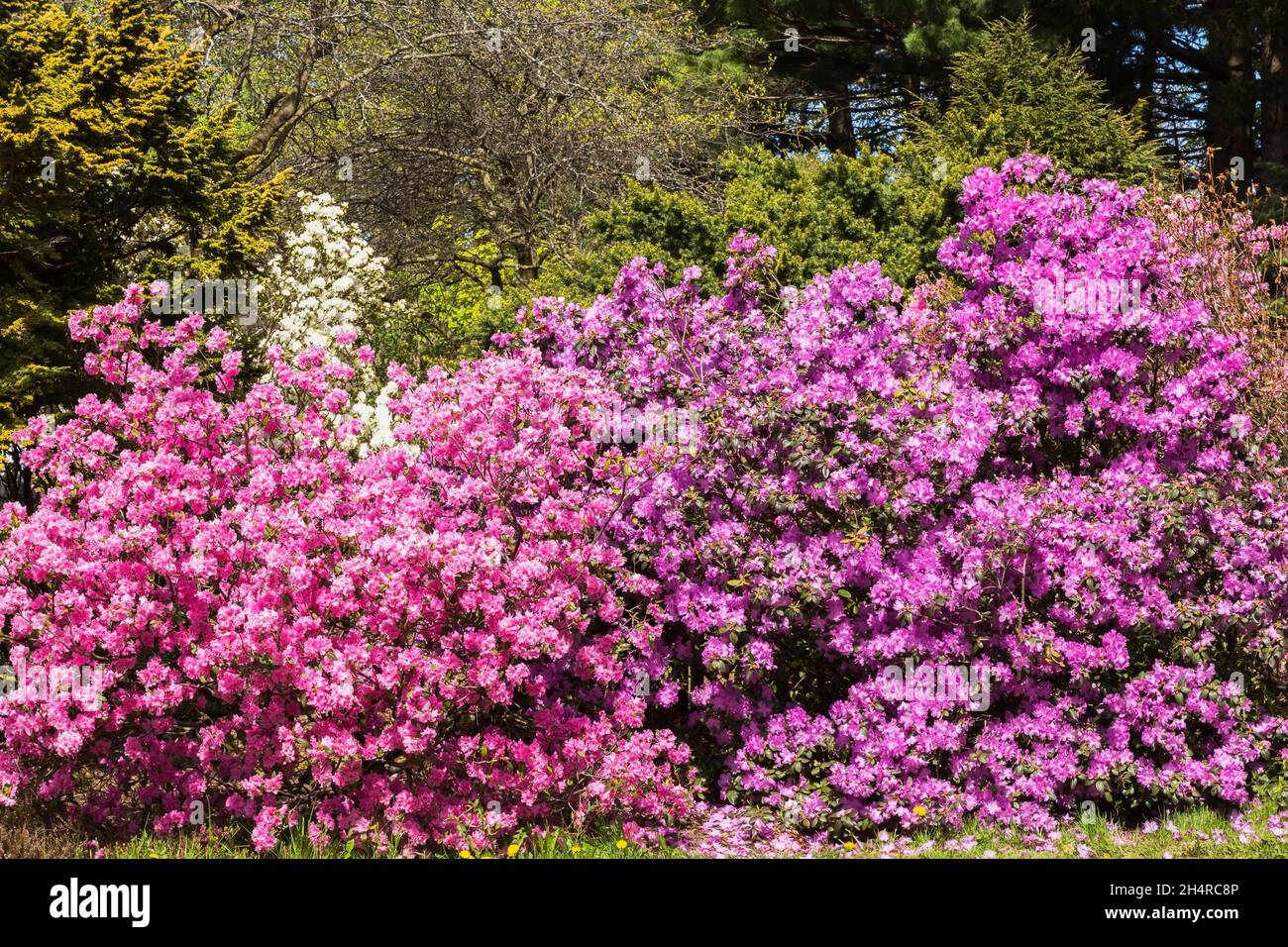 Lavender rhododendron hi-res stock photography and images - Alamy