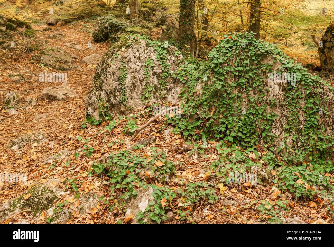 Crimean forest hi-res stock photography and images - Alamy
