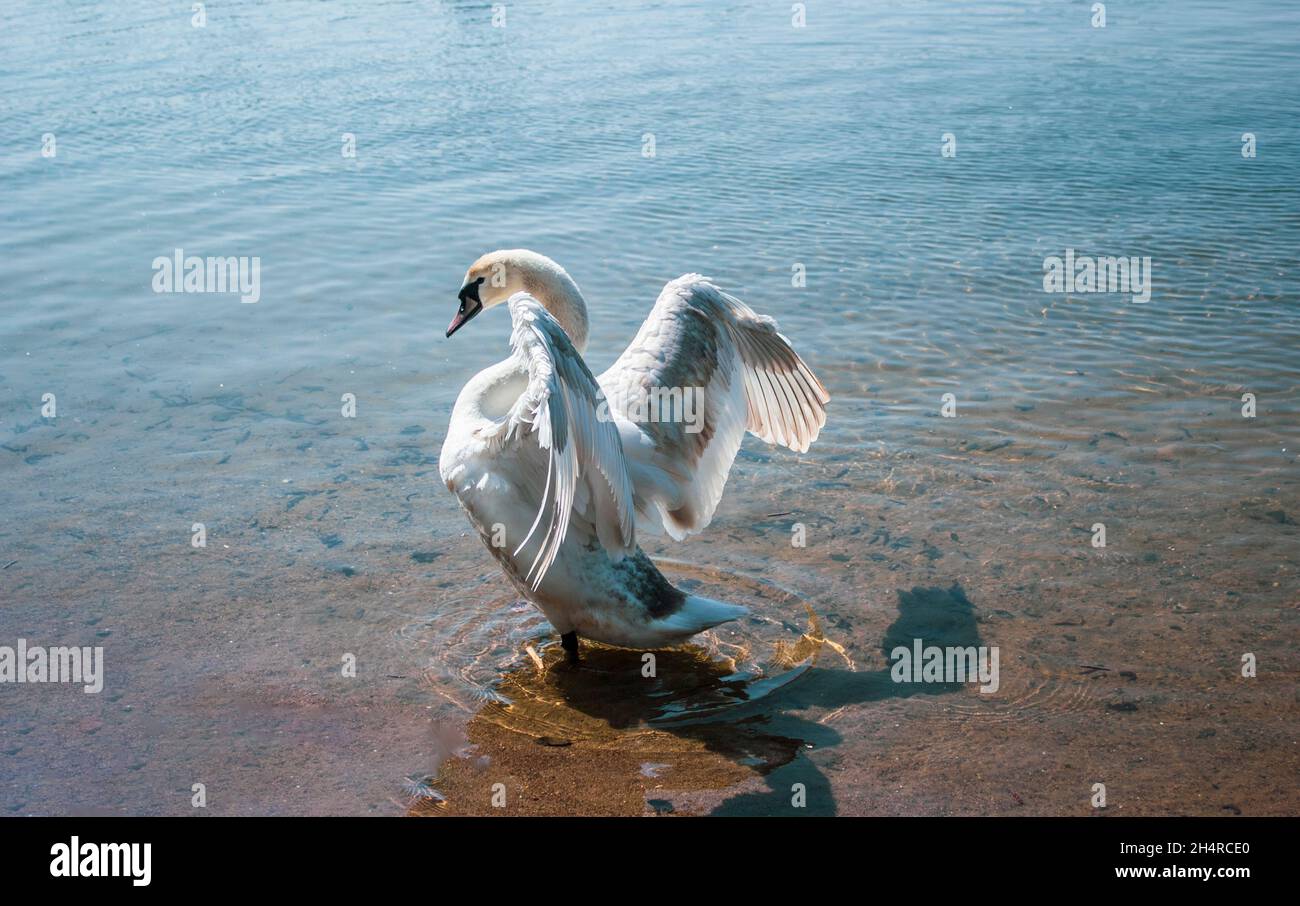 Beautiful swan spreads its wings on a sunny morning Stock Photo - Alamy