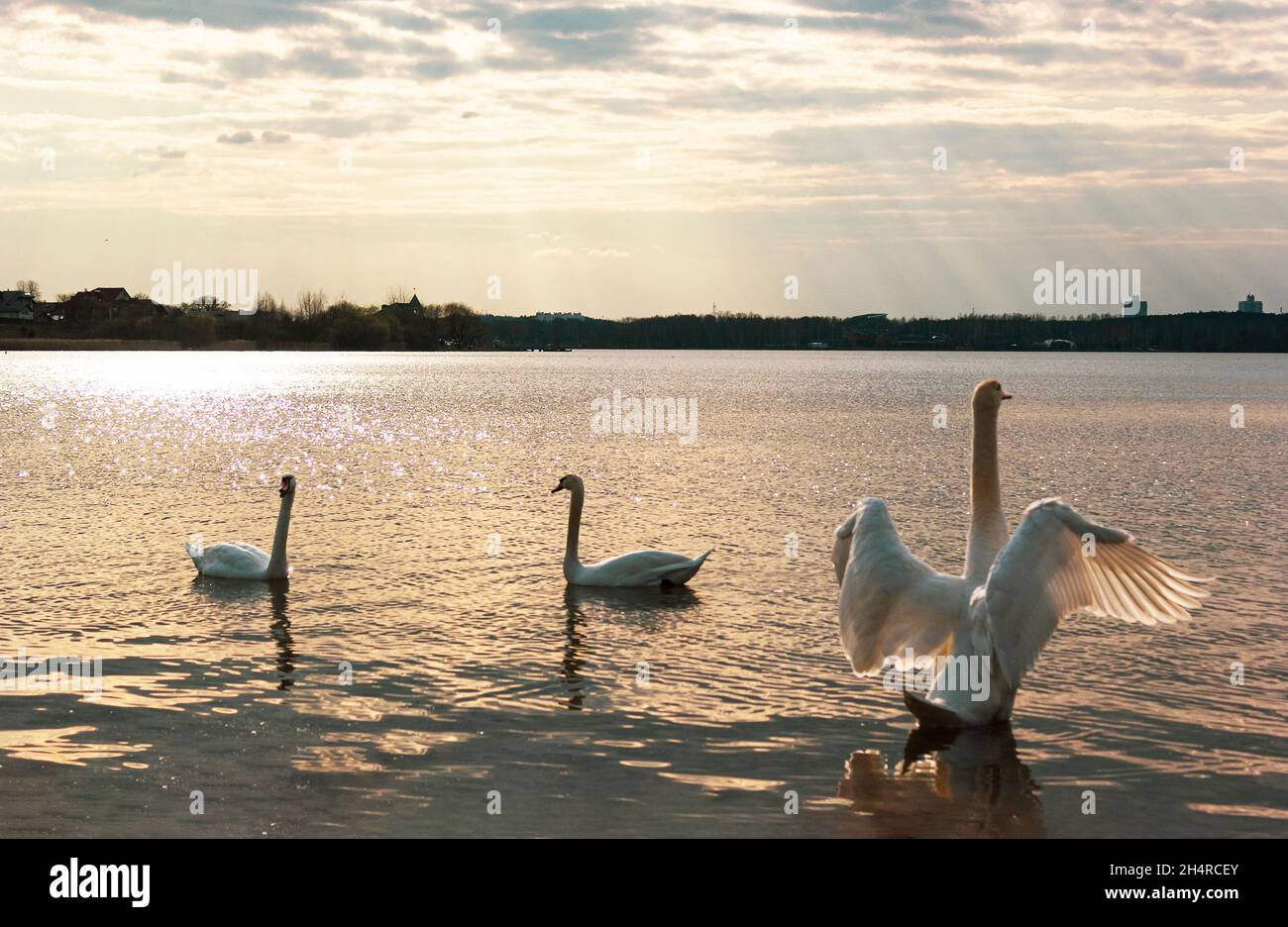 Swans on the lake at evening sunset. One swan spread its wings Stock ...