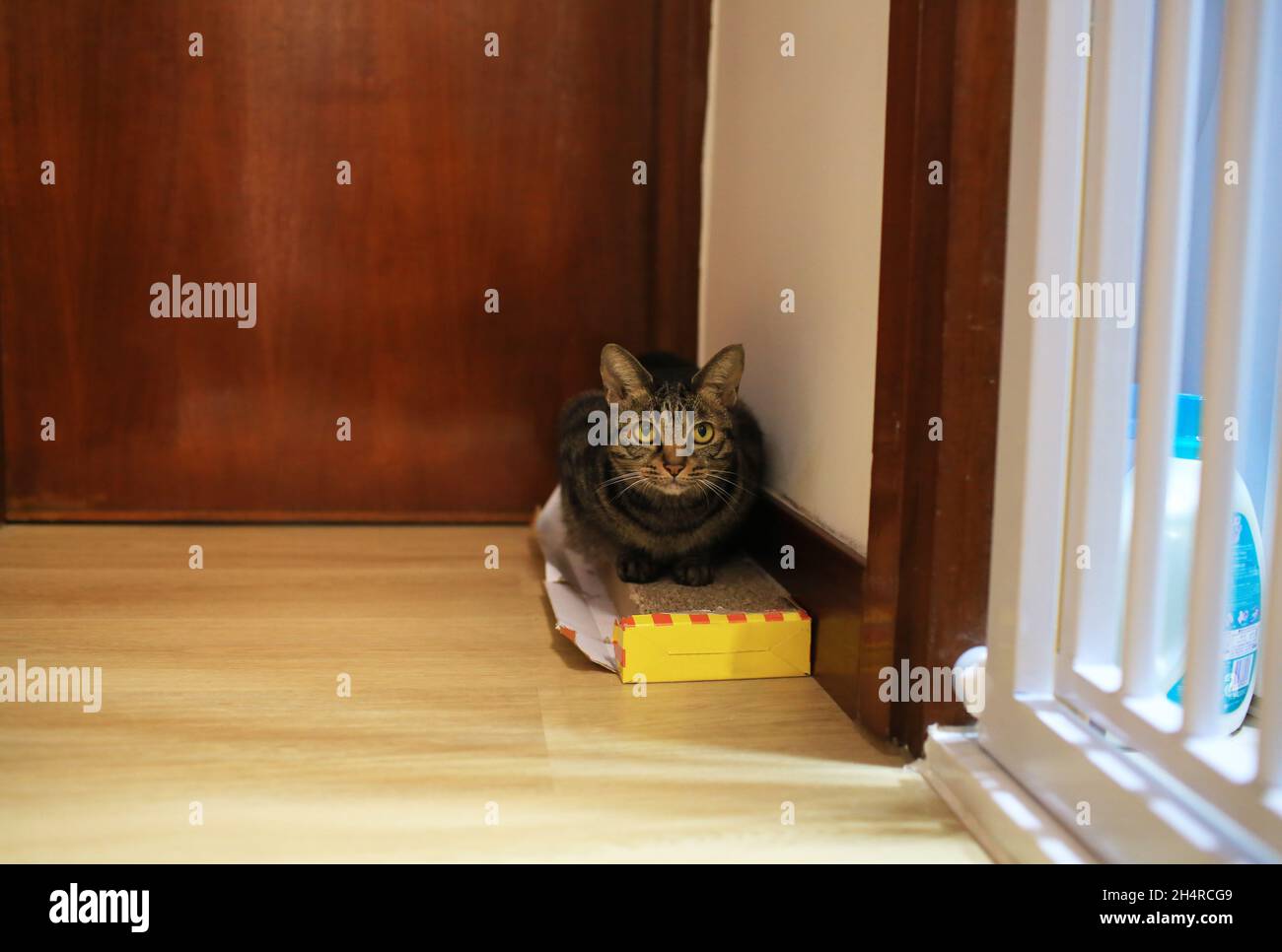 Beautiful tabby cat afraid hi-res stock photography and images - Alamy