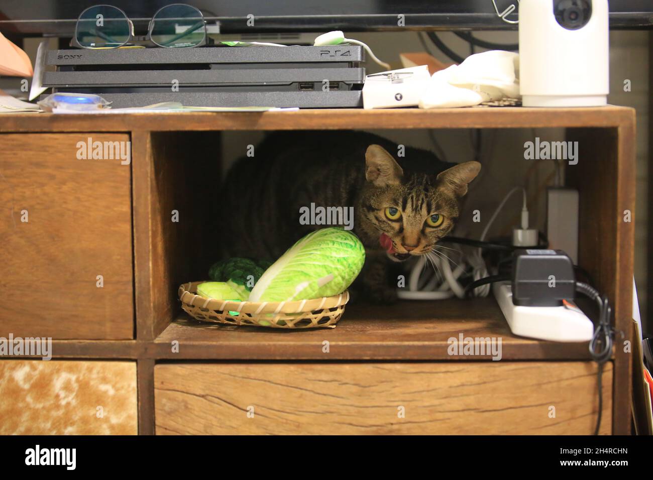 shy cat hide her body inside the cupboard Stock Photo - Alamy