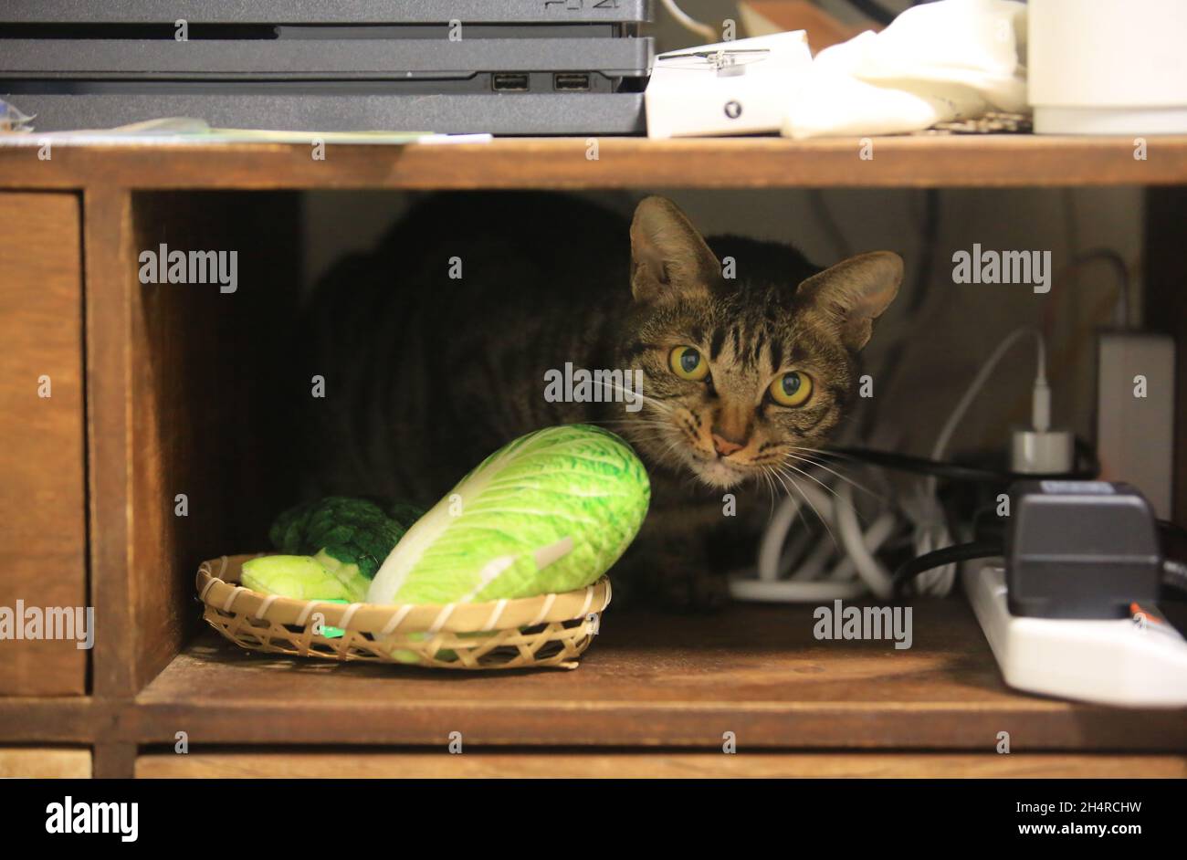 shy cat hide her body inside the cupboard Stock Photo - Alamy