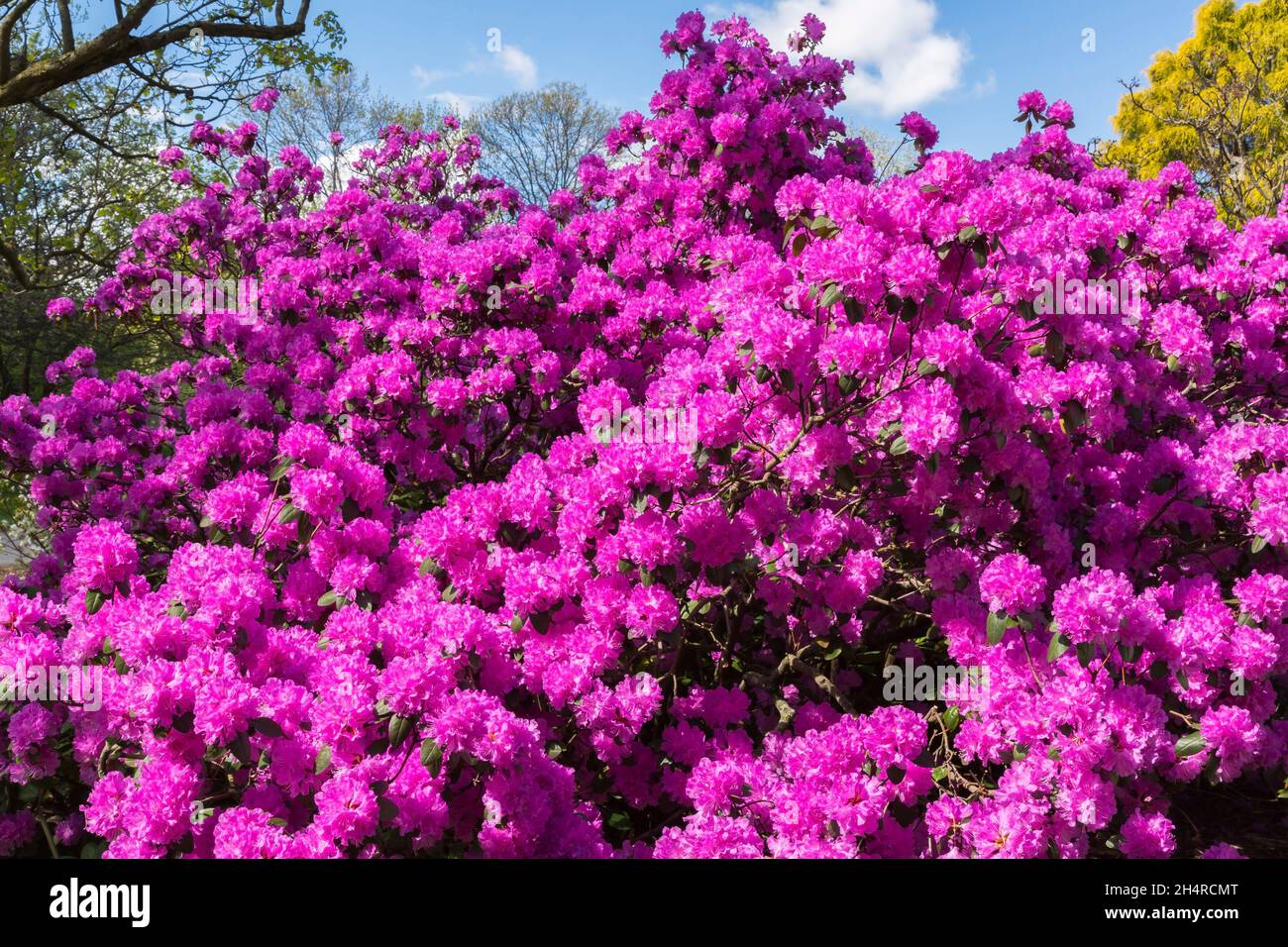 Rhododendron 'Lavendula' - Azalea shrub in spring Stock Photo - Alamy