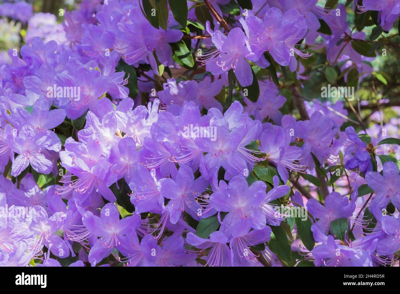 Rhododendron augustinii 'Bluenose' - Azalea shrub with lavender-blue ...