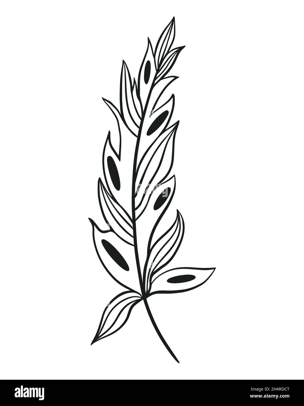 Beautiful single feather, isolated object. Bird feather on white ...