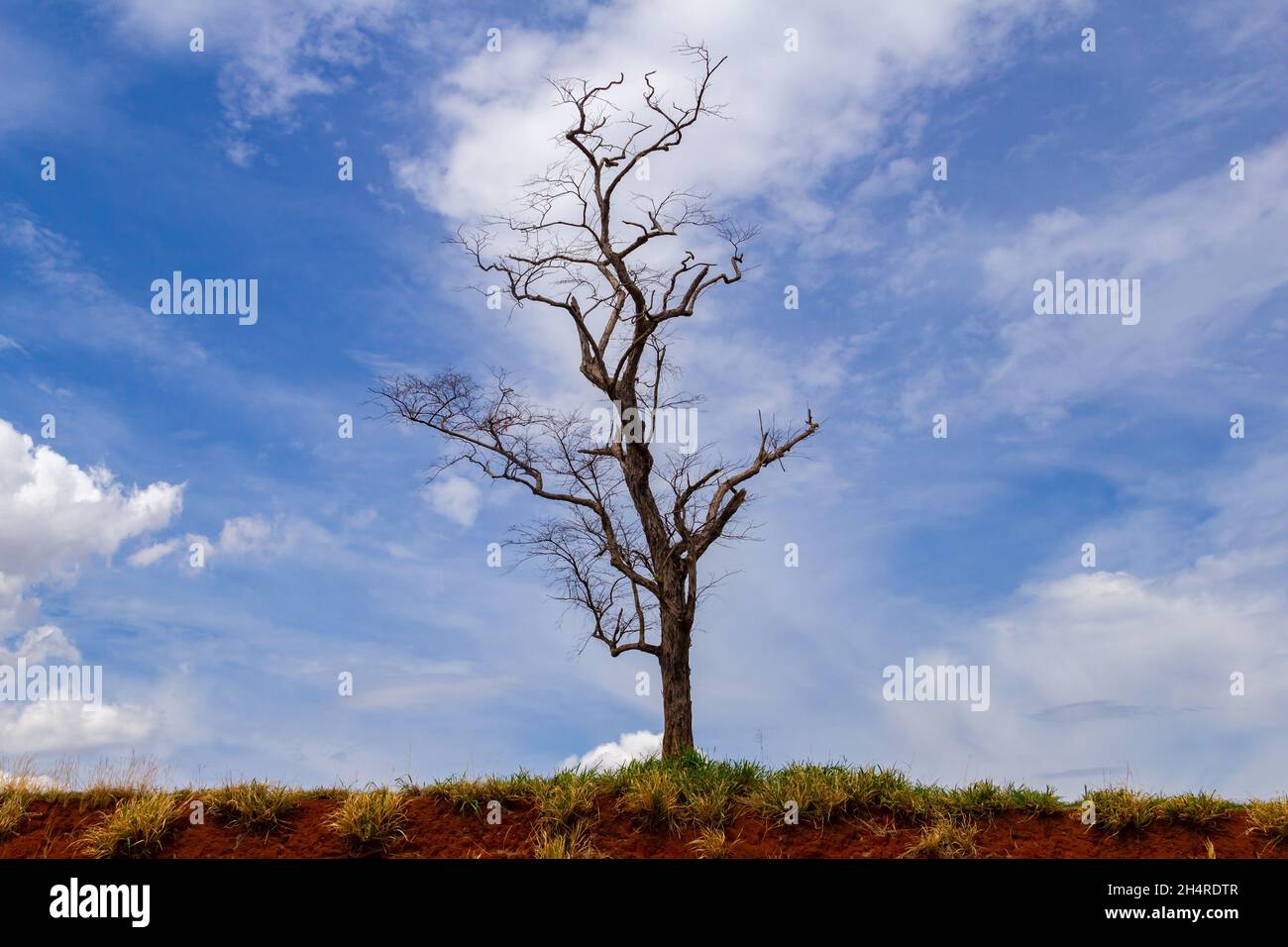 A dry, leafless tree with blue sky and some clouds in the background ...