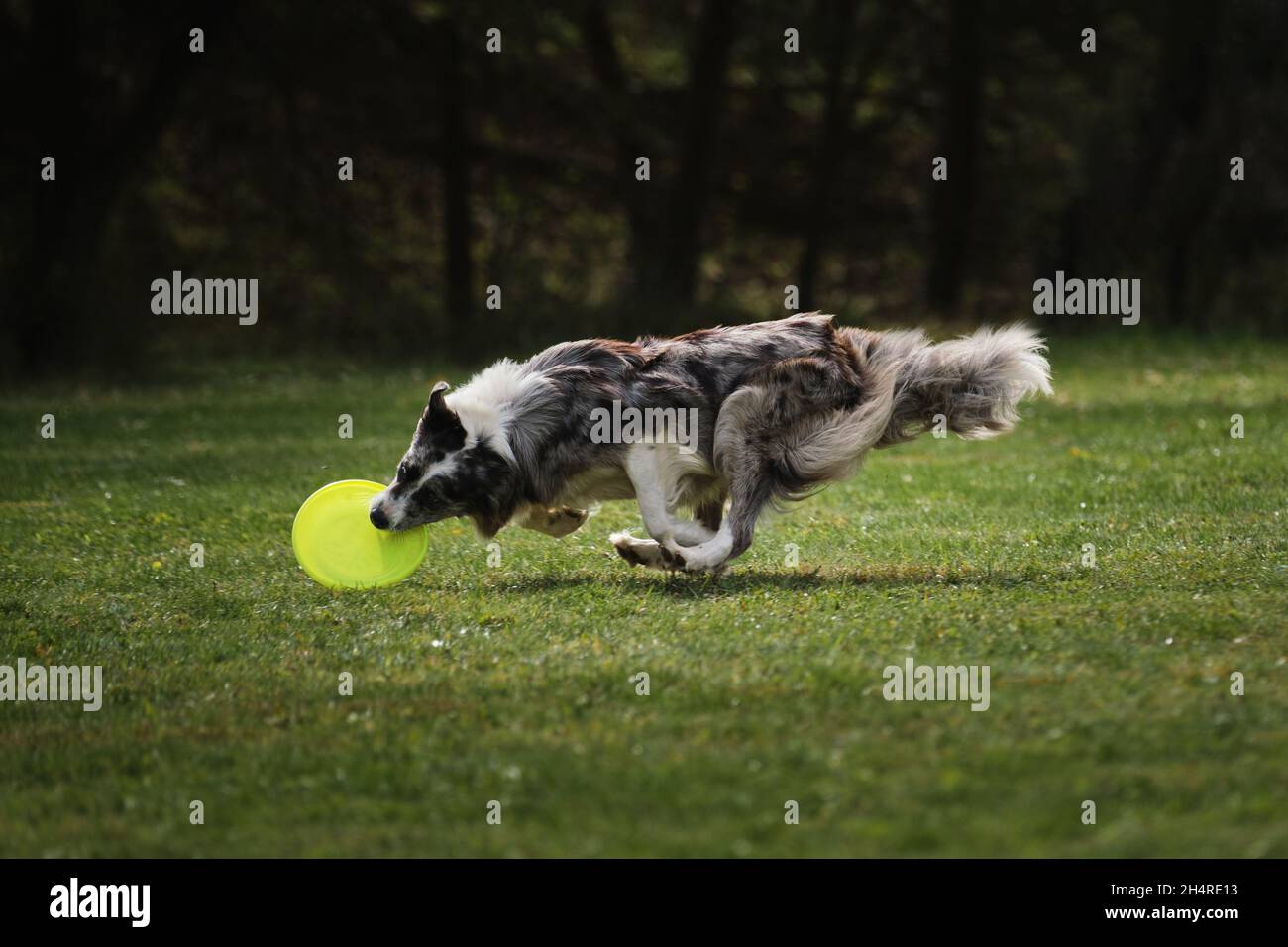 Fluffy border collie Merle color runs fast and catches special flying ...