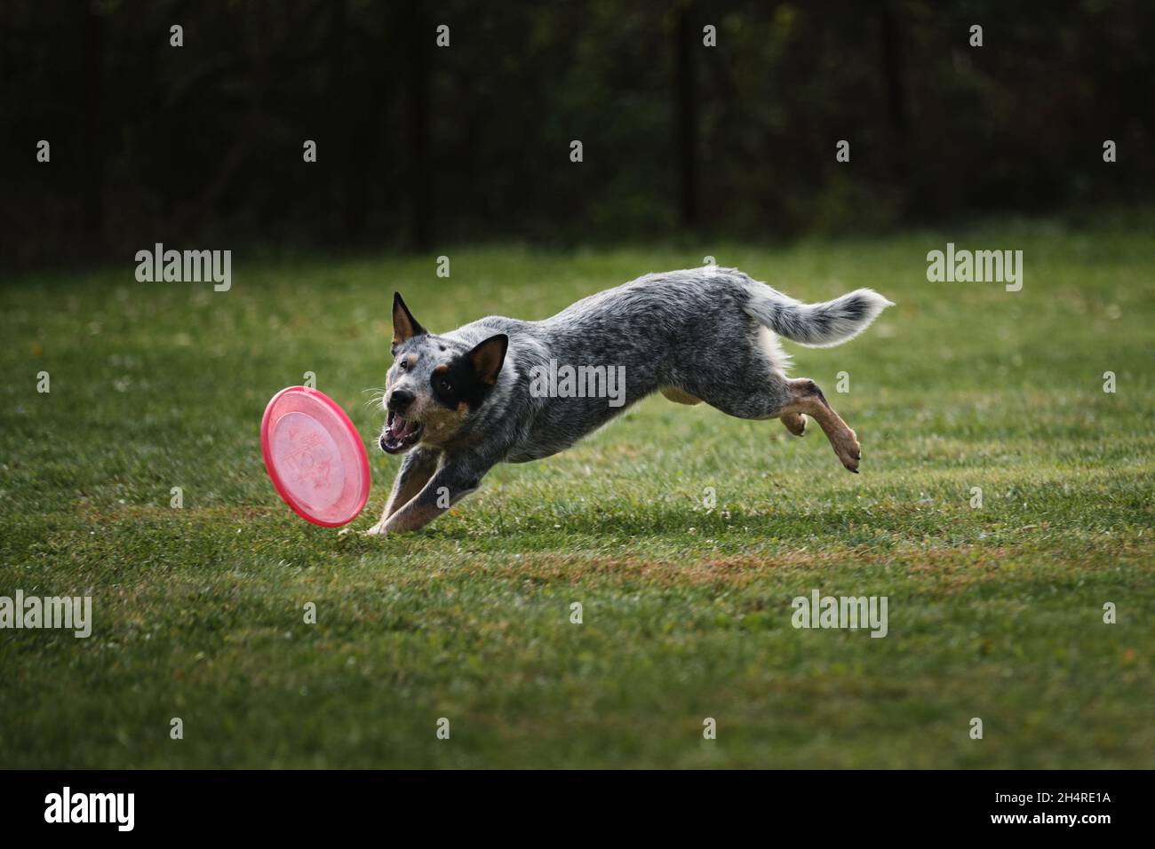 Australian blue healer hi-res stock photography and images - Alamy