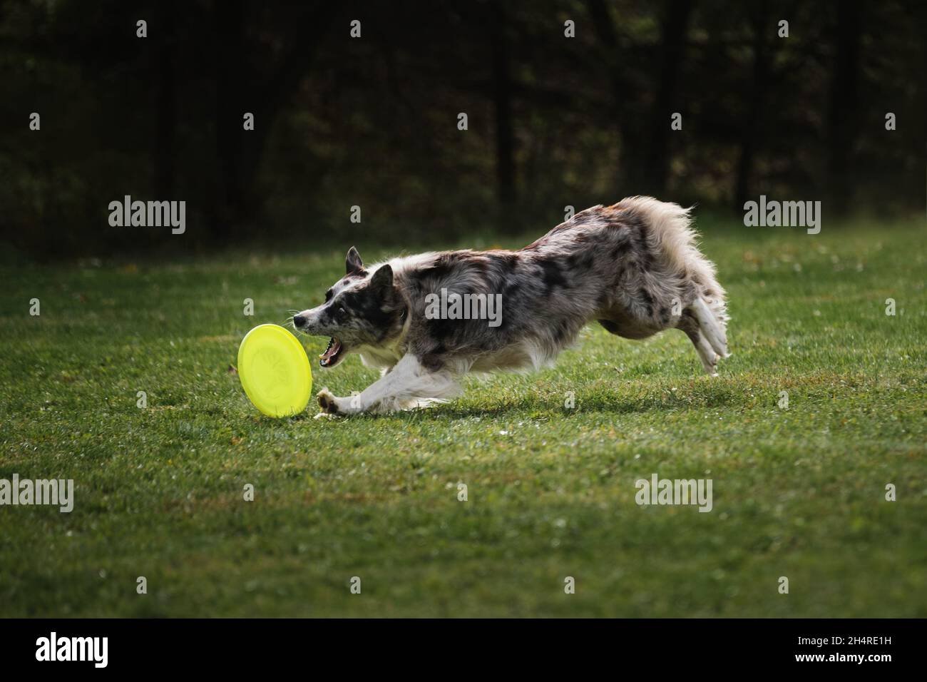 Fluffy border collie Merle color runs fast and catches special flying ...