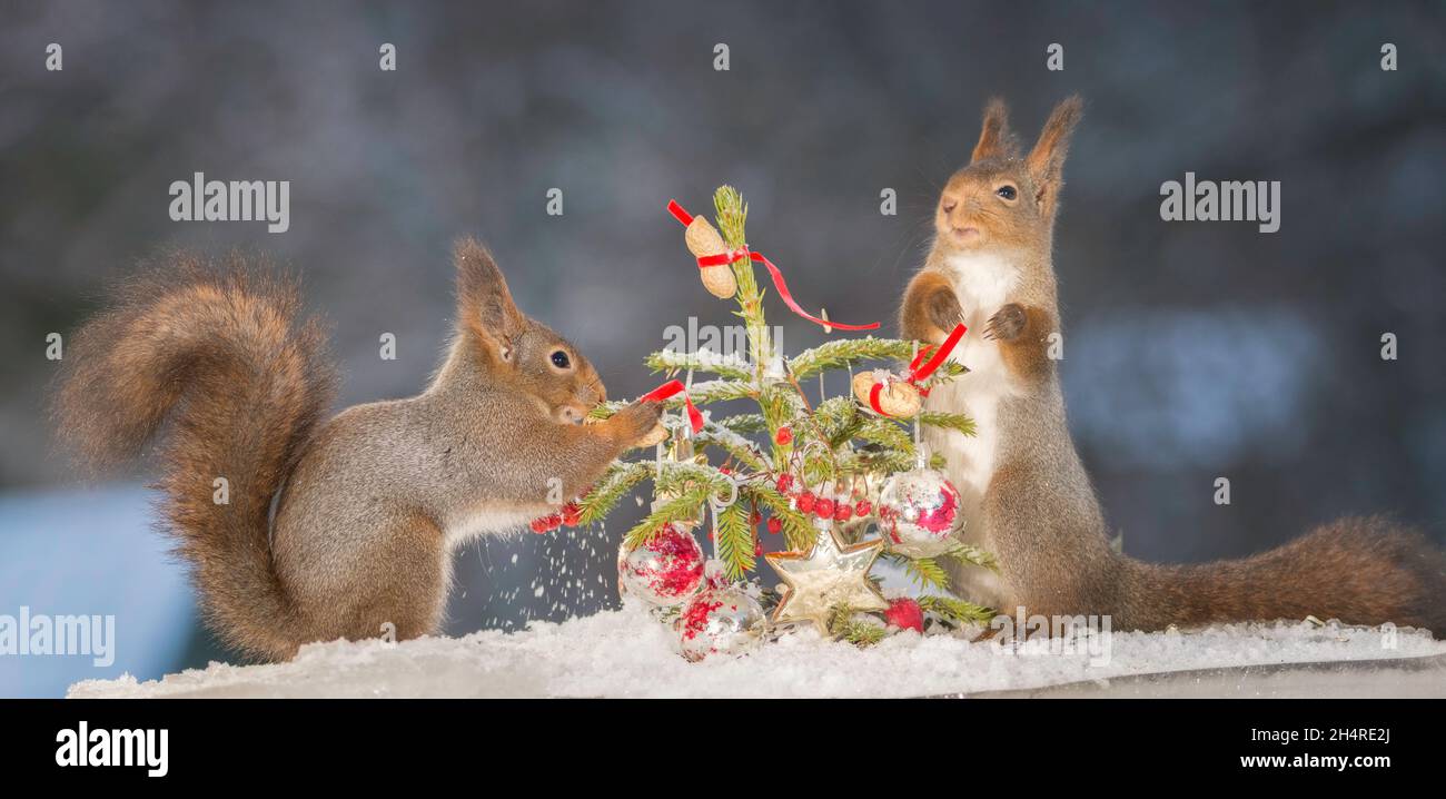 Red squirrels with a christmas tree hi-res stock photography and images ...