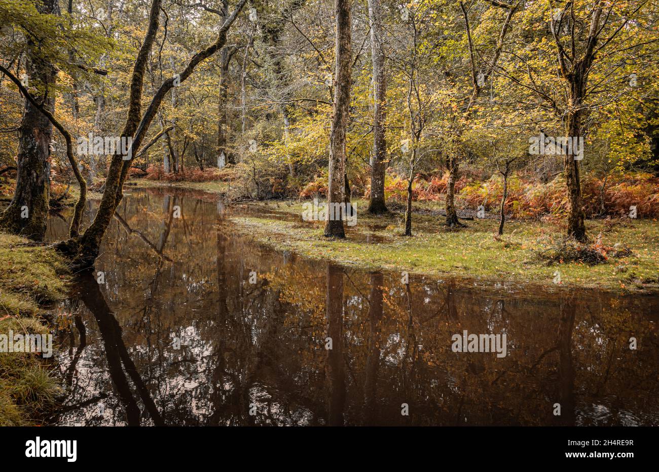 New forest national nature reserve hi-res stock photography and images ...