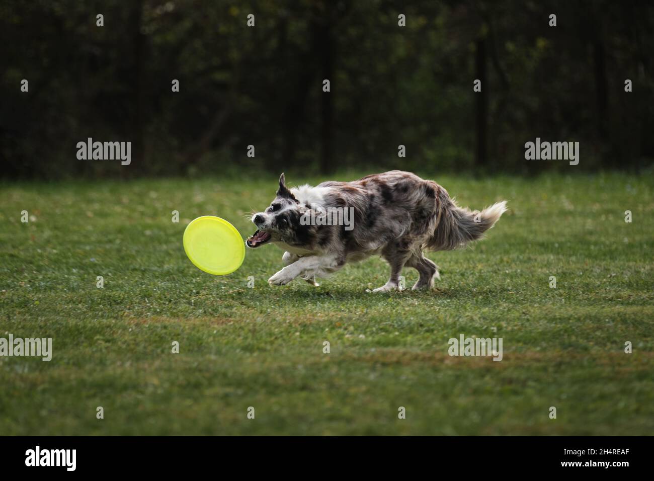 Fluffy border collie Merle color runs fast and catches special flying ...