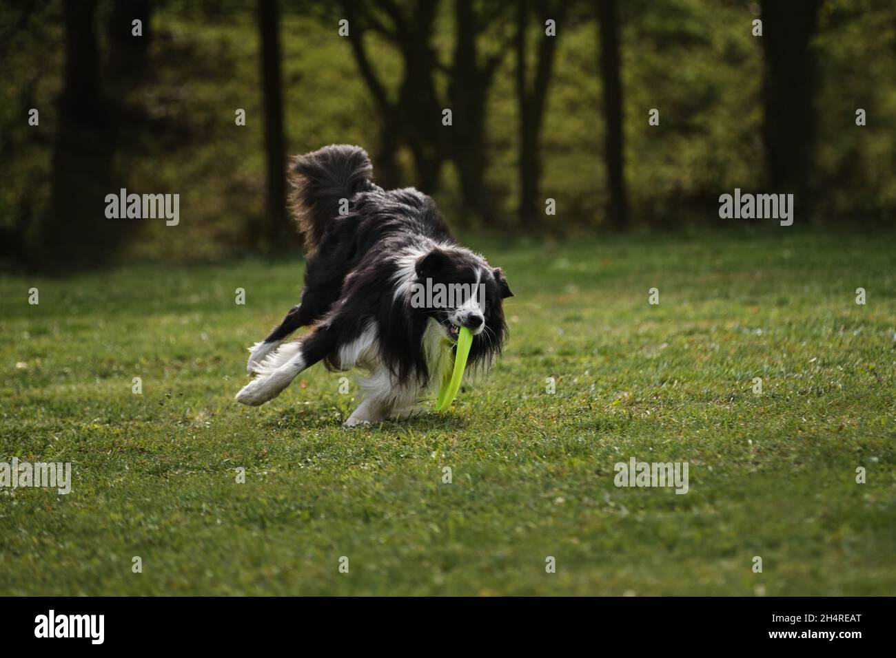 Fluffy border collie of black and white color runs quickly and catches ...