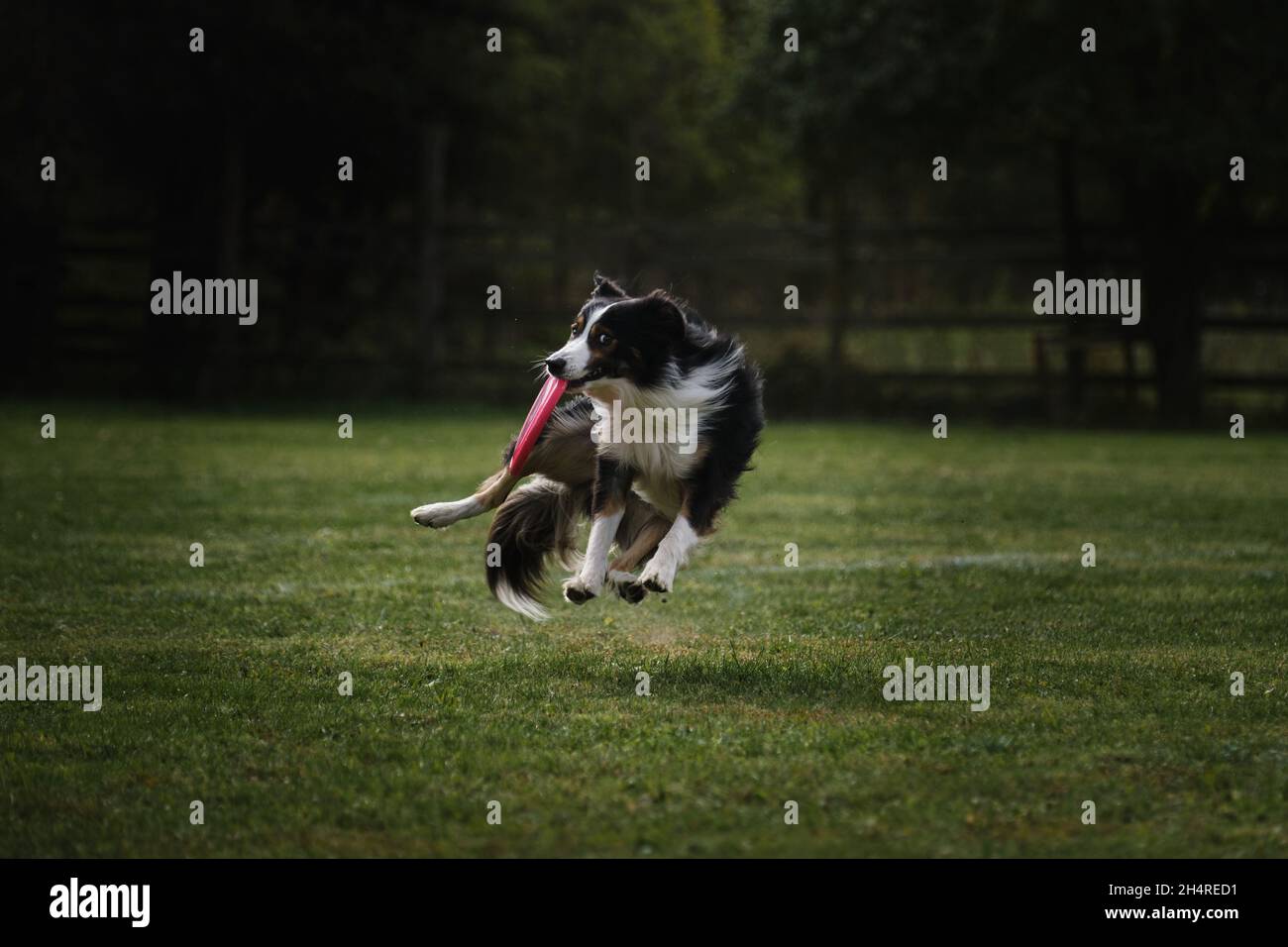 Fluffy border collie of black and white color jumps high and catches ...